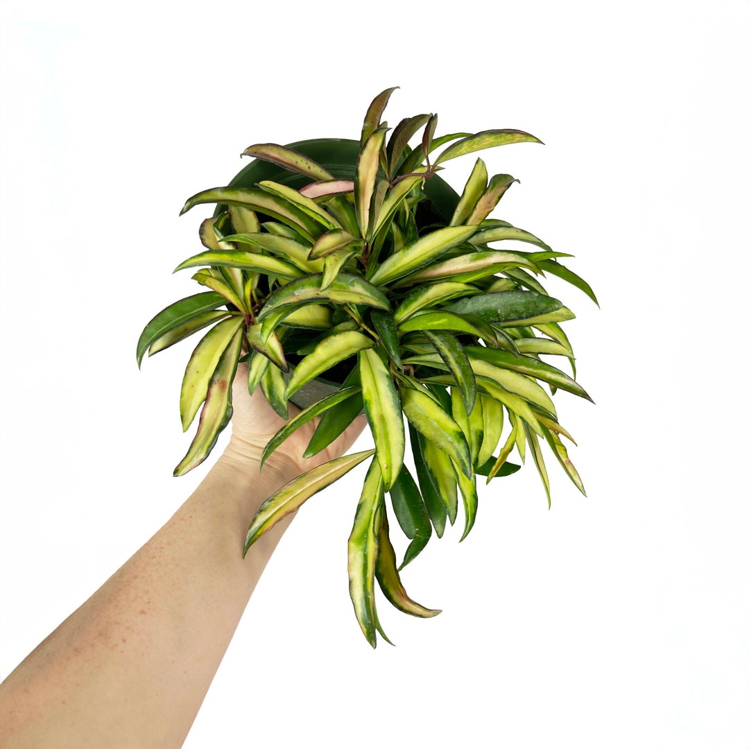 Hoya Wayetti Tricolor, Variegated Hoya Plant, Easy Care Plant, Pet Safe ...