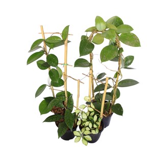 Natural Bamboo Plant Trellis, Hoya Trellis, Plant Trellis, Hoya Plant ...