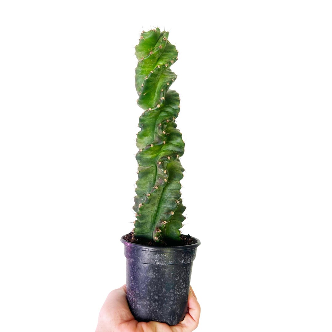 Cereus Forbesii Spiralis, Drought Tolertant, Tornado Cactus, Spiral ...