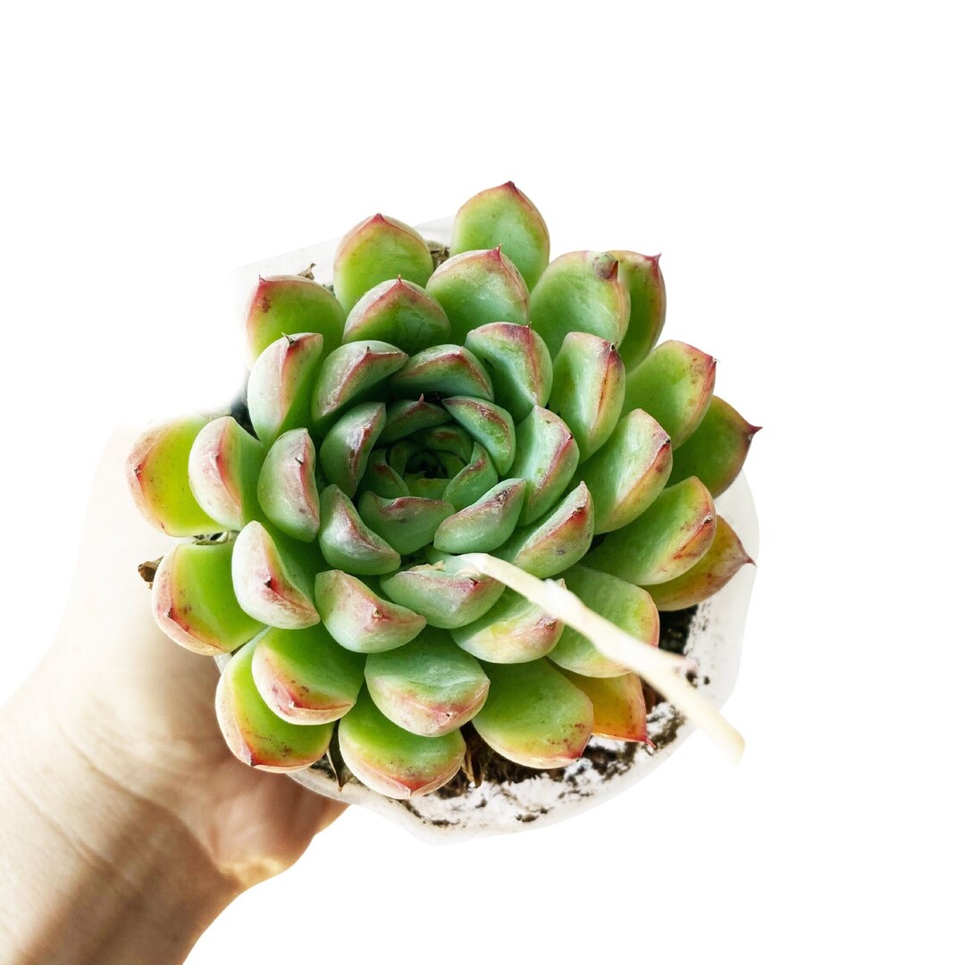 Echeveria Mebina Succulent Cluster Live Cactus Houseplant - Etsy