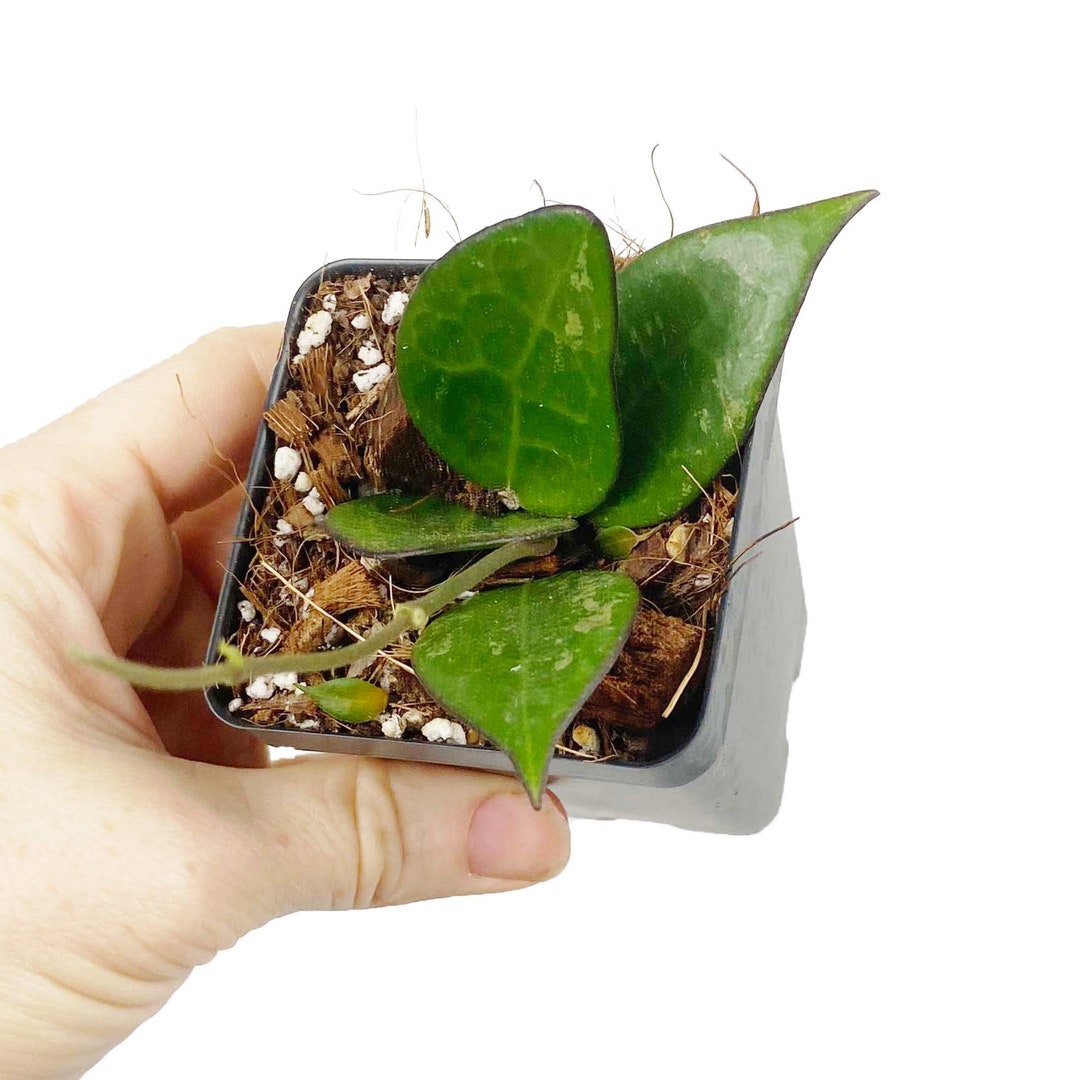 Hoya Parasitica Black Margins, Heart Leaf Hoya, Rare Hoya Plant, Pet ...