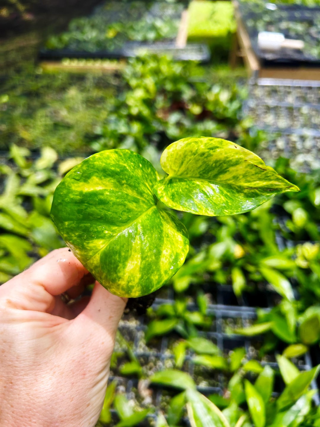 Golden Hawaiian Pothos, Epipremnum Aureum, Devils Ivy, Gold Variegated ...