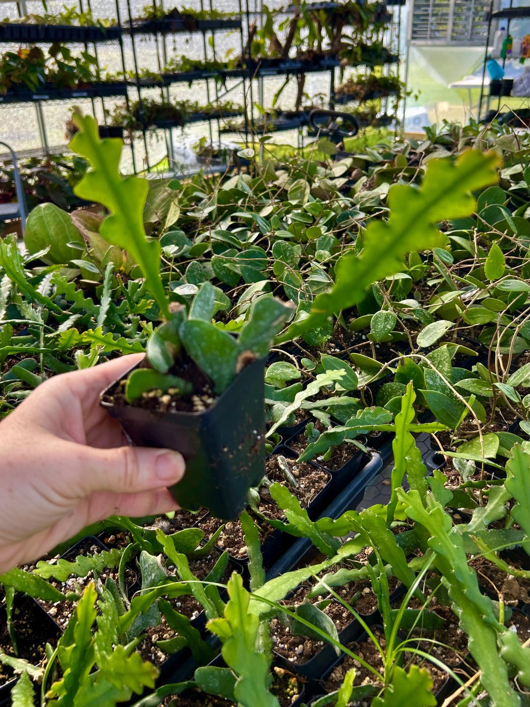 Fishbone Cactus, Ric Rac Cactus, Epiphyllum Anguliger, Tropical Cactus ...