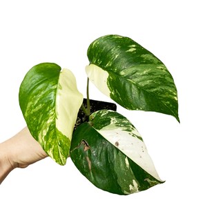 Epipremnum Pinnatum Albo, Variegated Pothos, Easy Care Trailing Plant ...