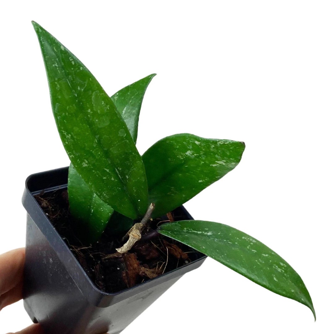 Hoya Pubicalyx Royal Hawaiian Purple, Silver Splash, Trailing Hoya ...