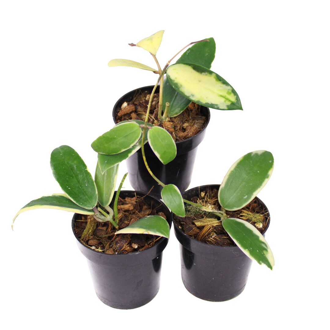 Hoya Acuta Albomarginata Hoya Acuta Variegated Hoya Rooted - Etsy