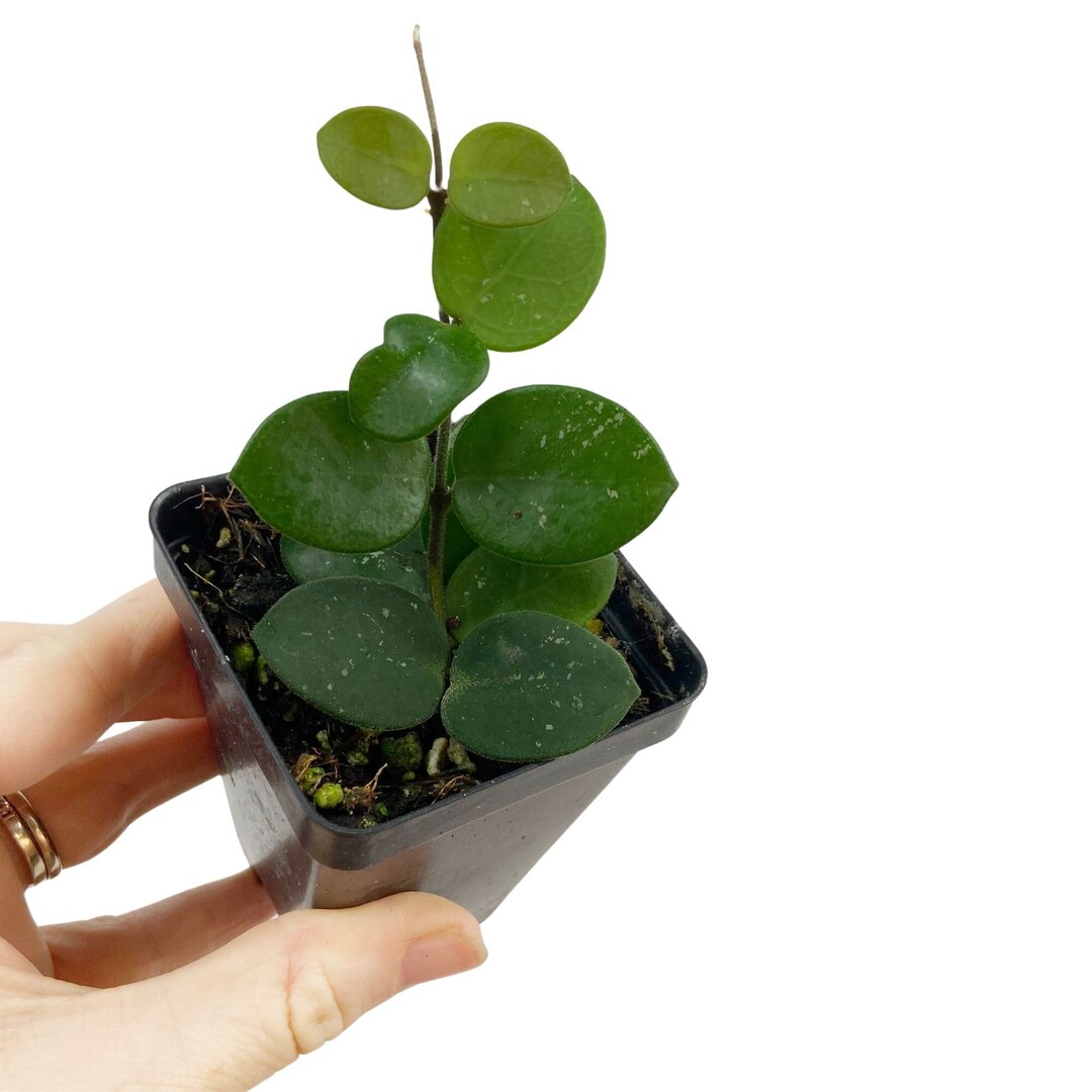 Hoya Mathilde, Mathilde Splash, Rare Hoya Plant, Silver Splash Hoya ...