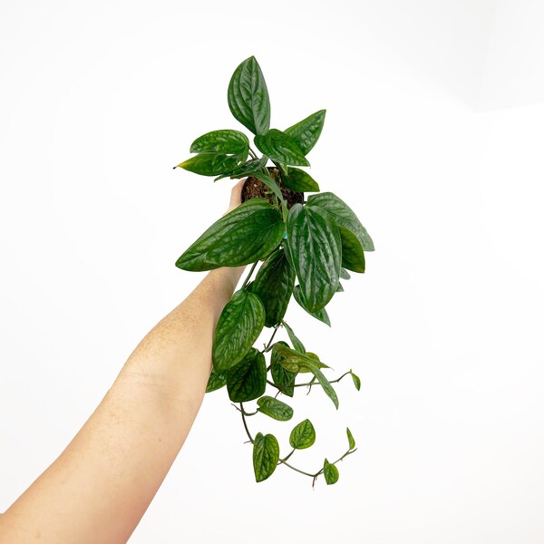 Monstera Peru - Etsy