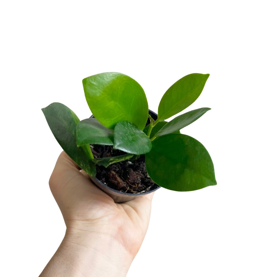 Hoya Australis, Rare Hoya Plant, Live Houseplant, Fast Growing Hoya - Etsy