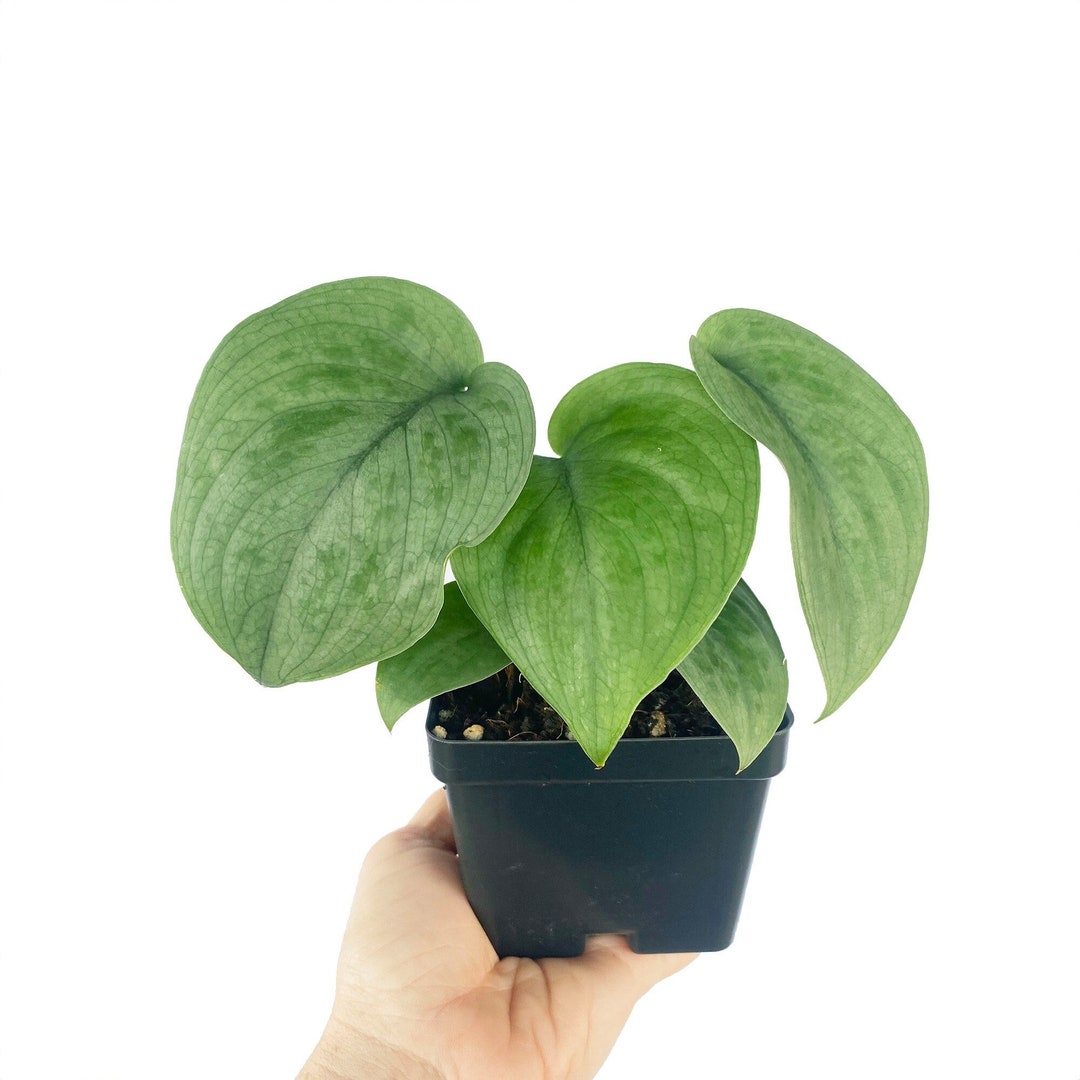 Scindapsus Silver Hero, Tropical Trailing Plant, Rare Scindapus, Easy ...