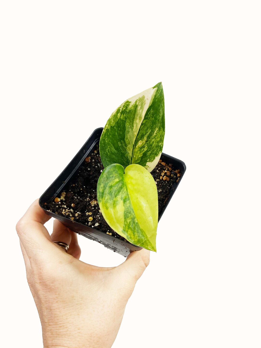Variegated Jade Scindapsus, Variegated Pothos Plants, Rare Collectors ...