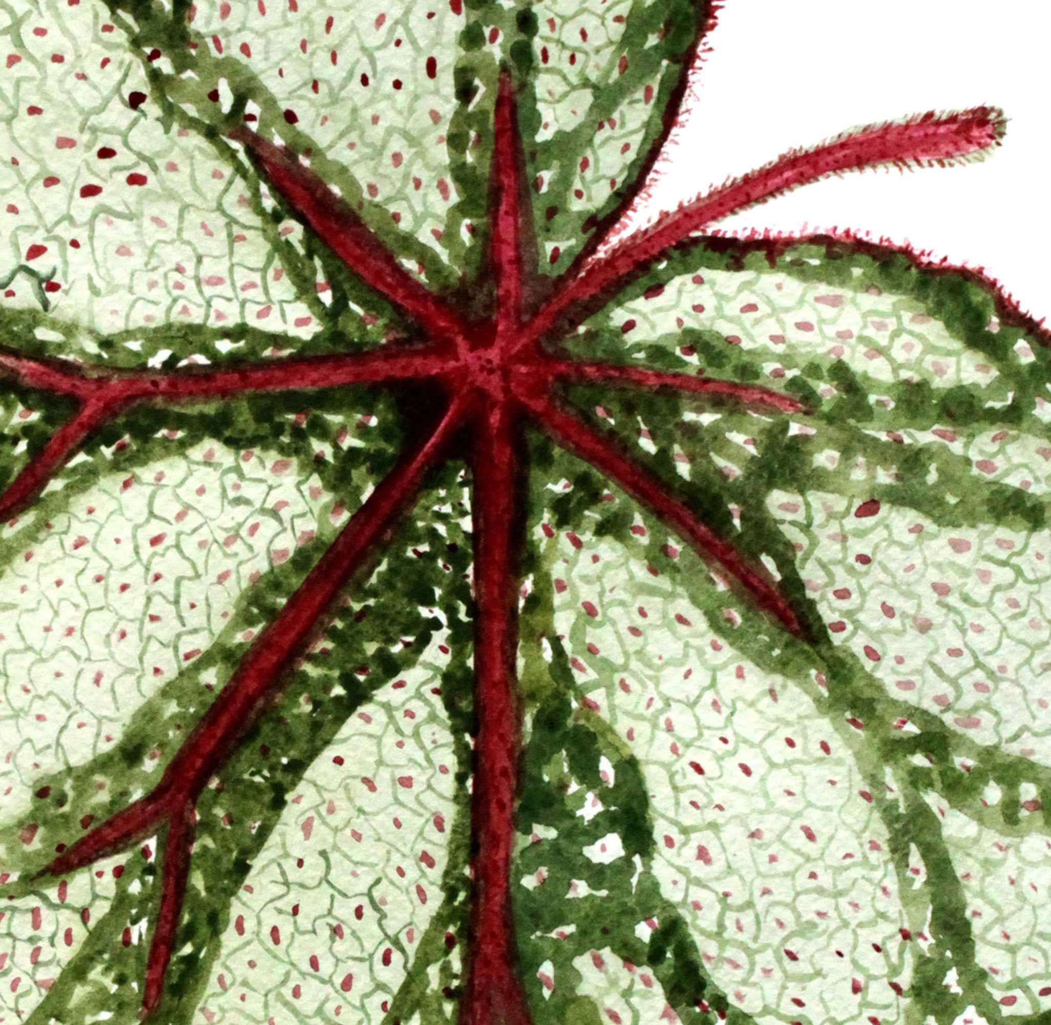Leaf Painting Begonia Original Watercolor Art Botanical Illustration ...
