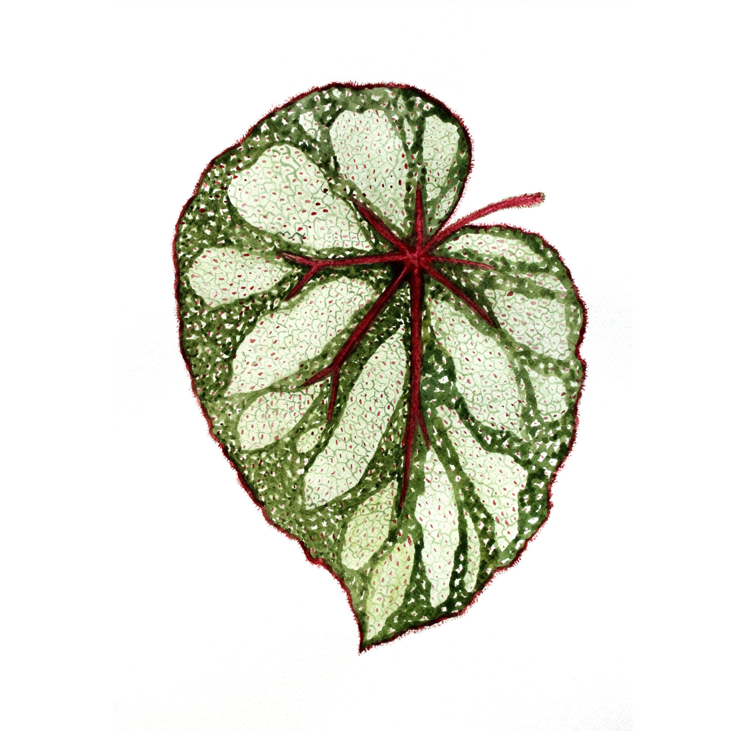 Begonia Leaves Drawing