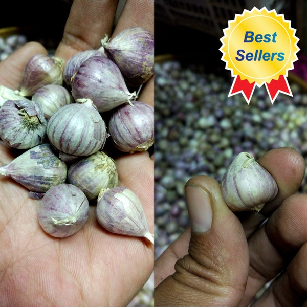 Solo Garlic - Etsy