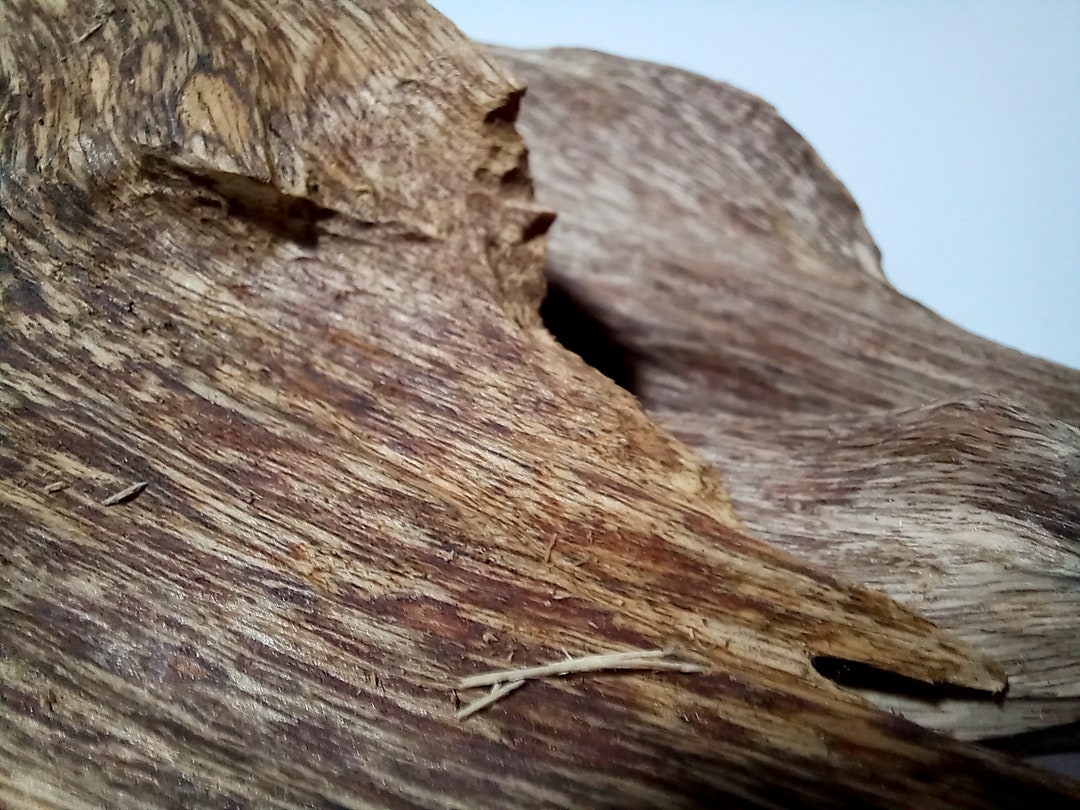 Kalimantan Agarwood Chips Borneo Wild Forest Aquilaria Filaria ...