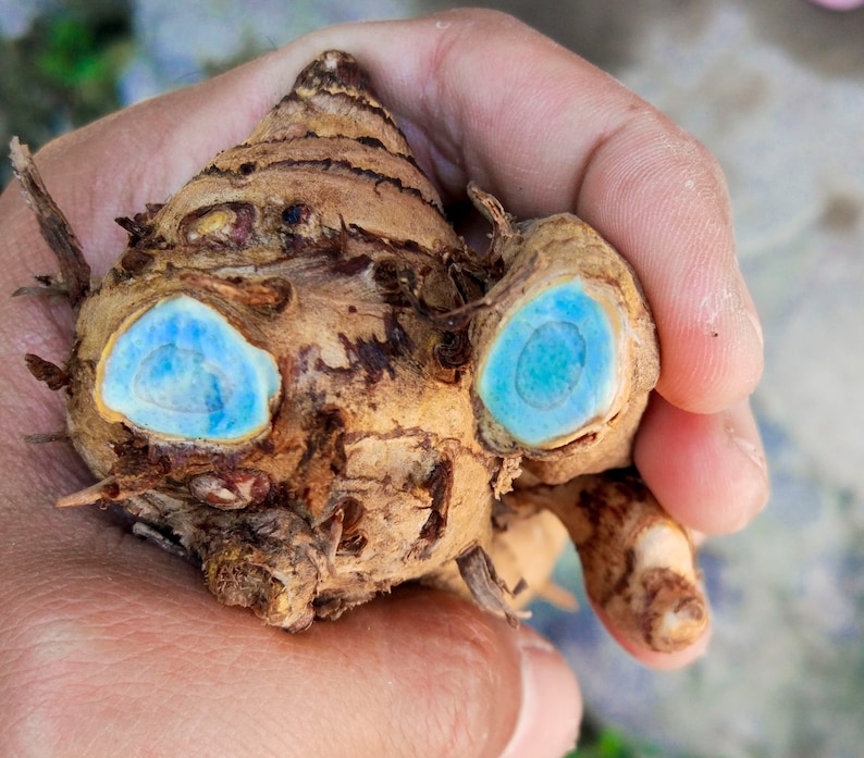 Fresh Curcuma Aeruginosa / Curcuma Caesia Bulb Black Hardy Rhizomes ...