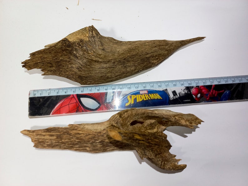 Limited Agarwood Chips Aquilaria Malaccensis Kalimantan Oud Wild Borneo ...