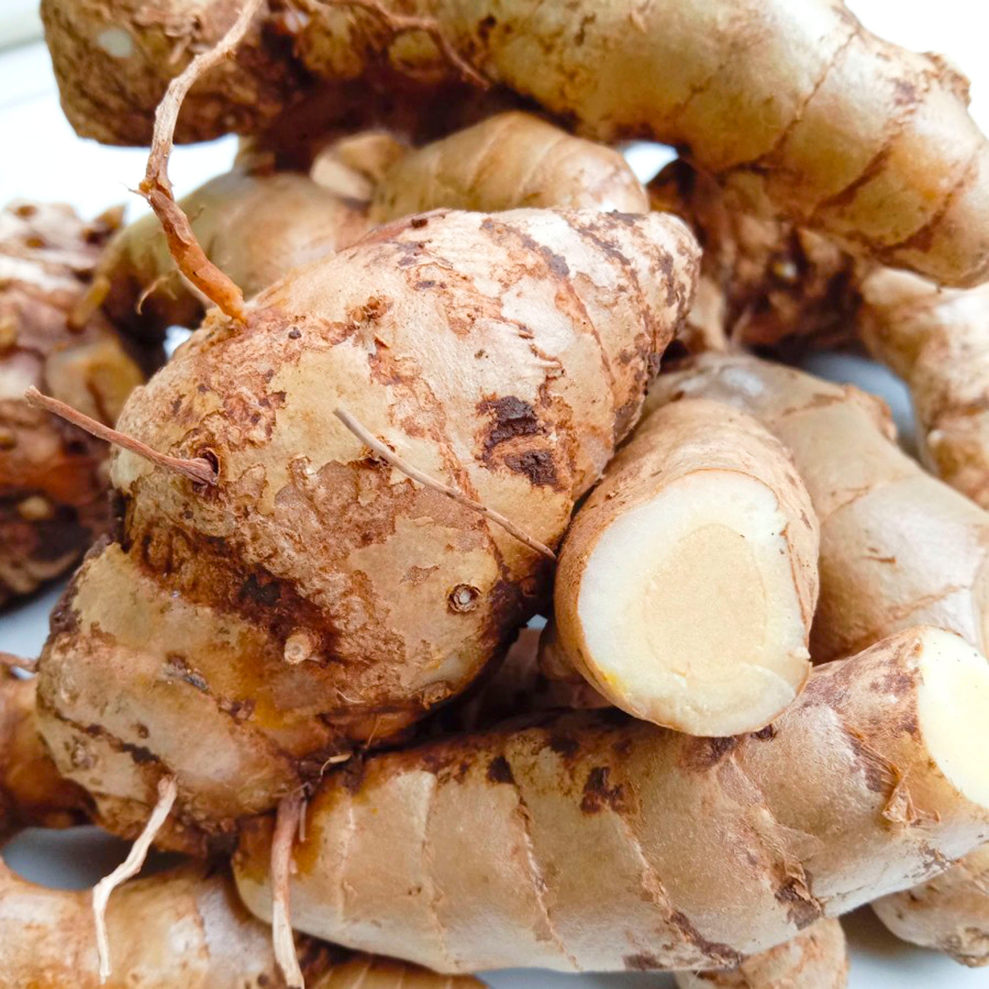 Rare Fresh Live Bulb Curcuma Zedoaria Zedoary Temu Putih - Etsy Australia