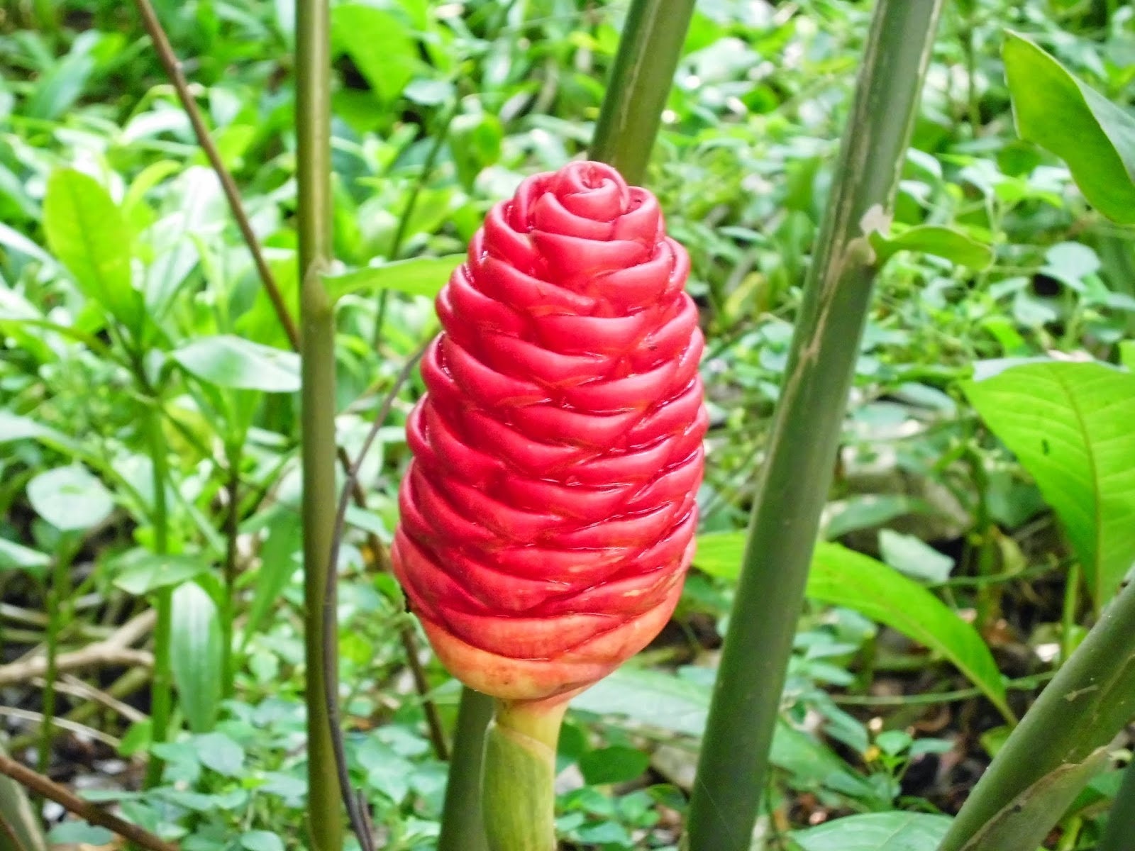 Organic Awapuhi Shampoo Ginger Rhizomes Zingiber Zerumbet Live Root ...