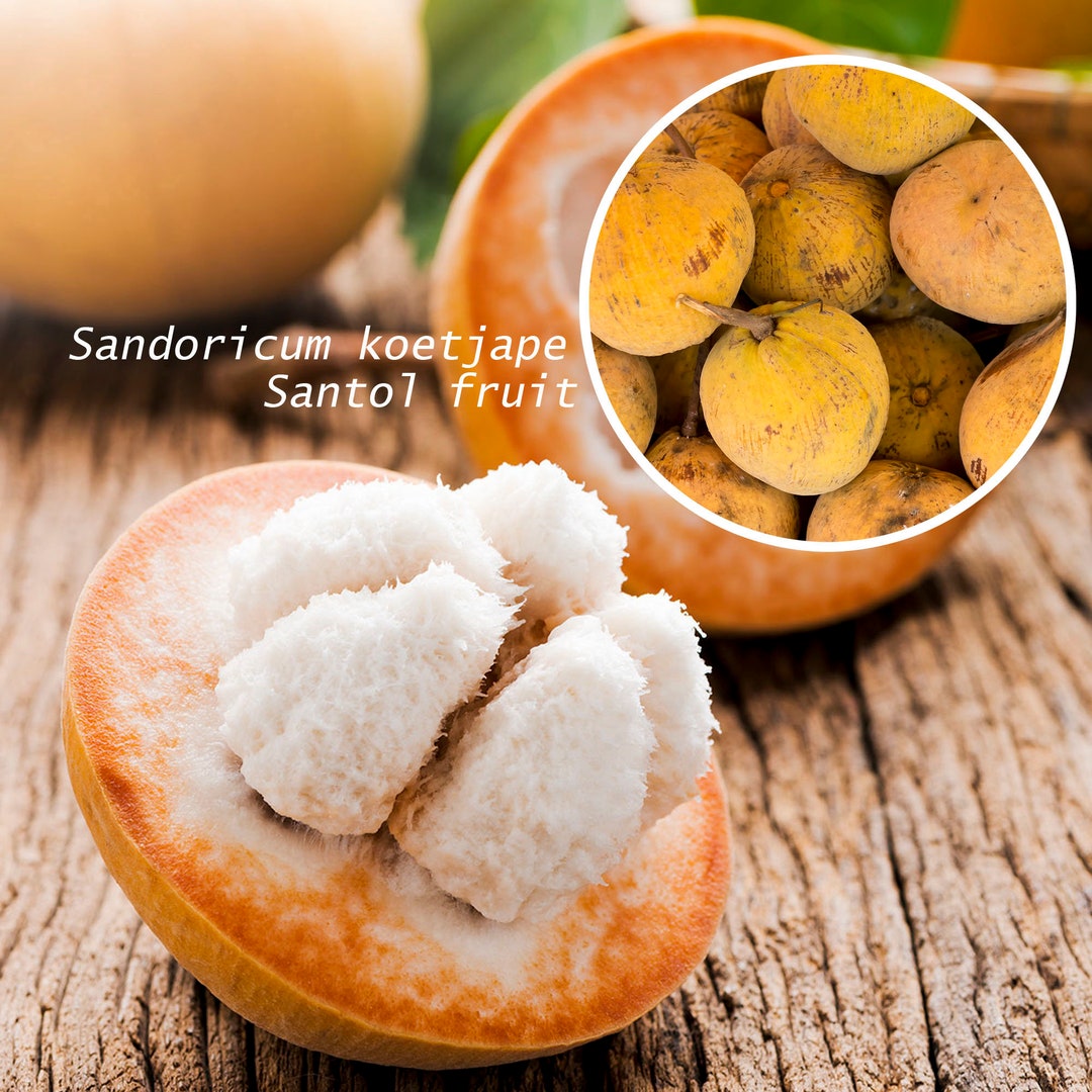 Rare Santol Tropical Seeds Sandoricum Koetjape/sentul/cotton Fruit ...