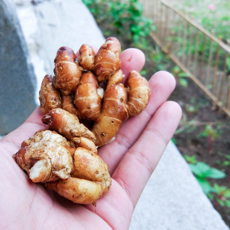 Guruko Furidamu Herb Where to Buy - Etsy Canada