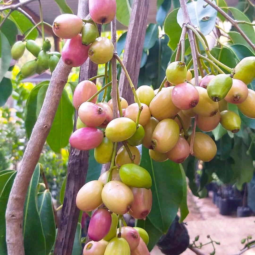 Beste Preise Verf gbar Authentische Waren Pinkdose Fruchtsamen K beste-preise-verf-gbar-authentische-waren-pinkdose-fruchtsamen-k