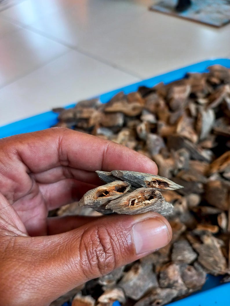 Gyrinops Versteegii Agarwood Chips Sumbawa Indonesia Incense Oud ...