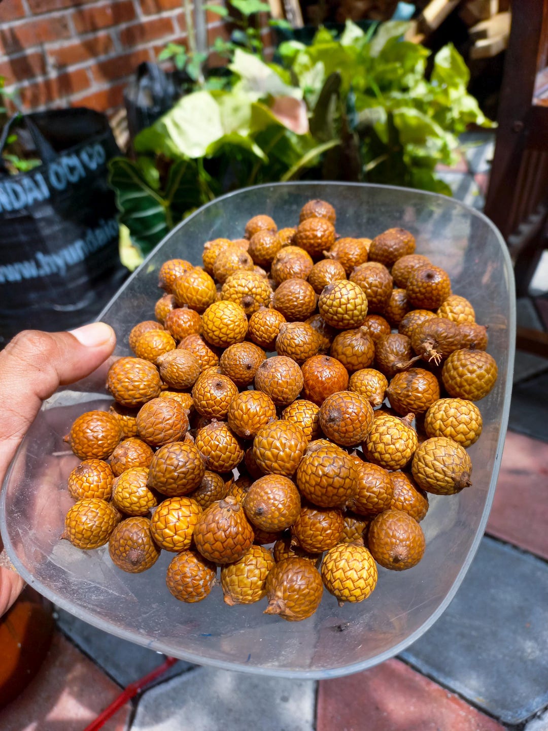 Rattan Nuts Calamus Rotang Dried Seeds - Etsy