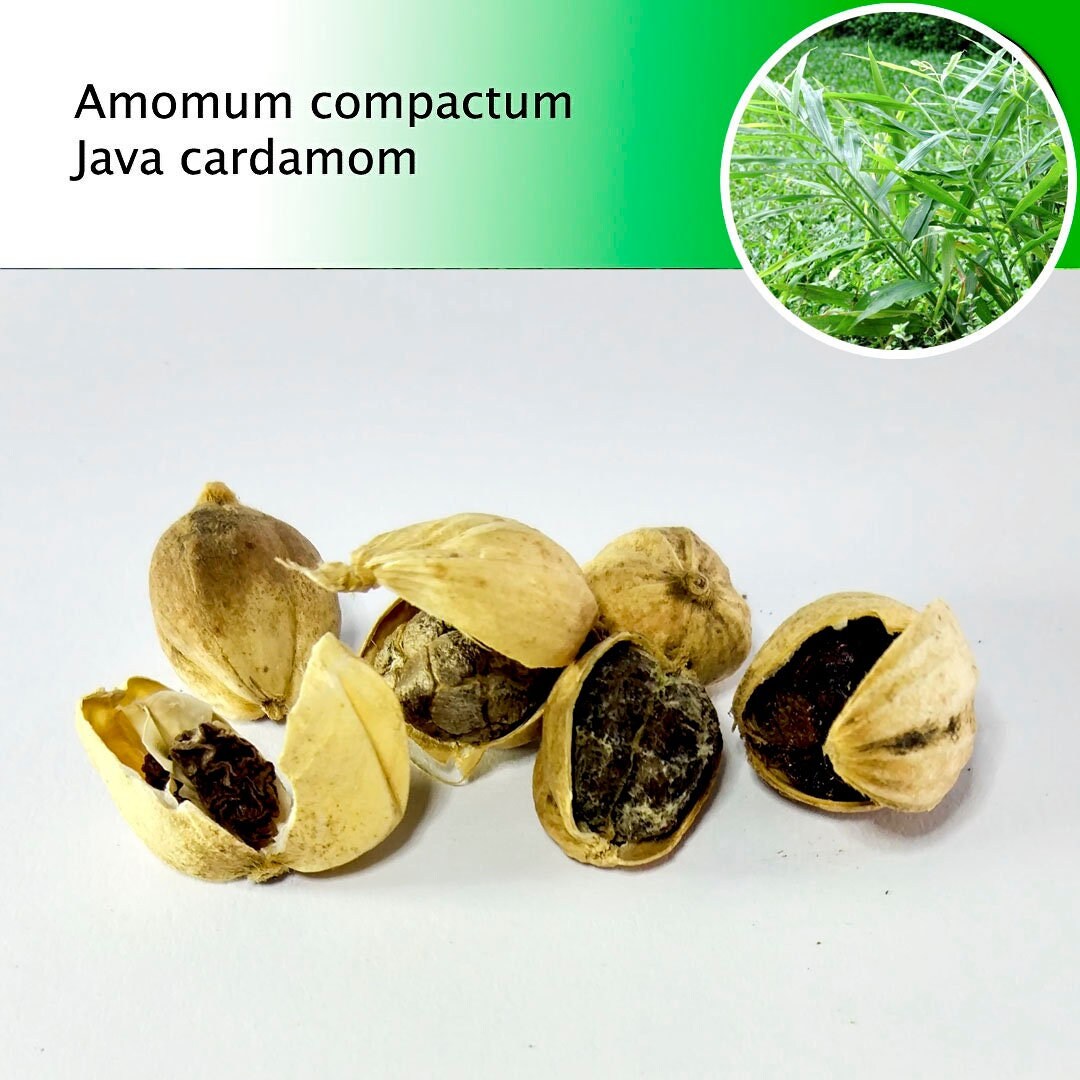Herbs Spices Amomum Compactum Seeds Indonesian Java Cardamom, Kapulaga ...