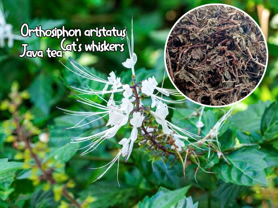 Rare Organic Herb Dried Leaves Cat's Whiskers Kidney Tea Plants or Java ...