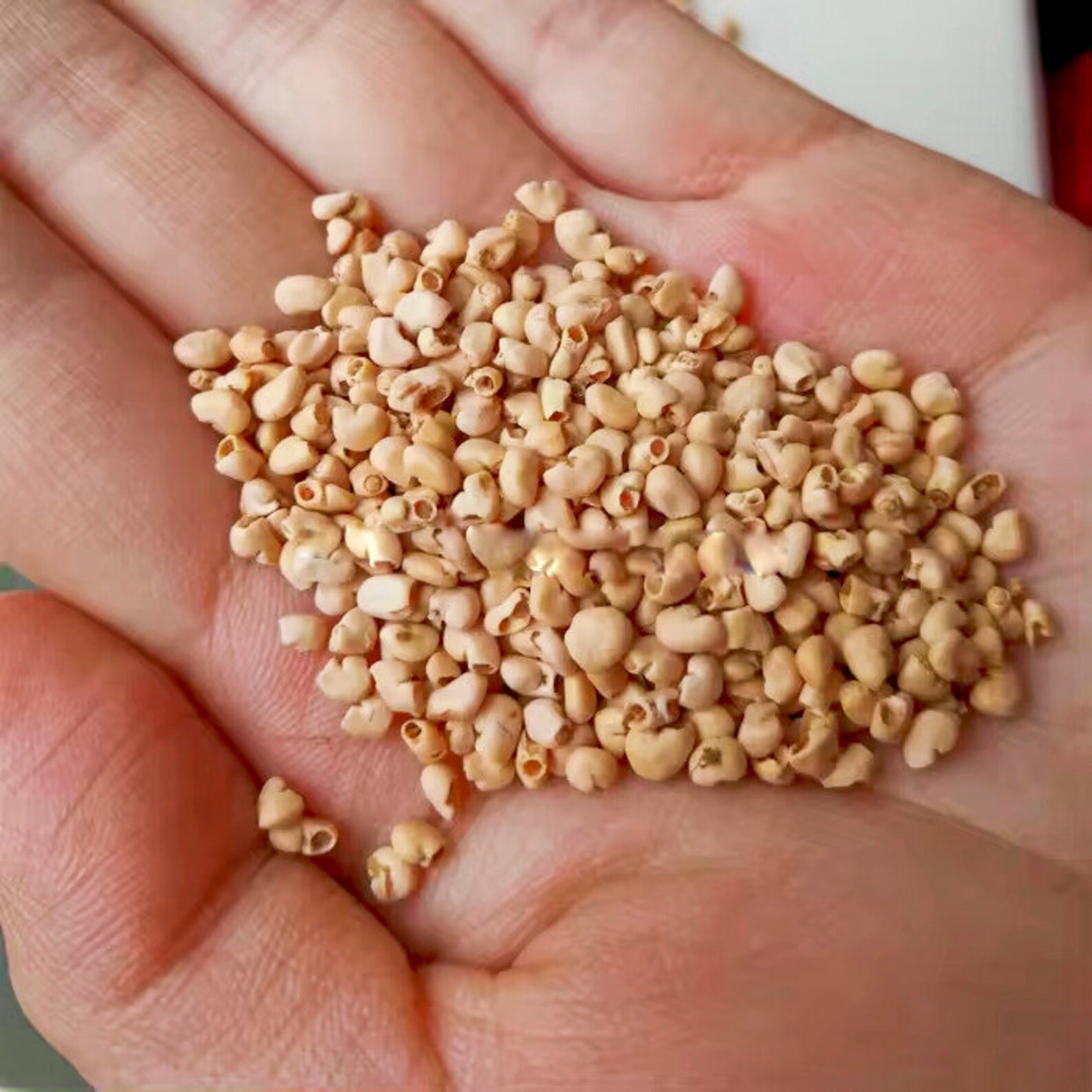 Indonesia Crystal Guava Seeds - Jambu Kristal Psidium Guajava, the ...