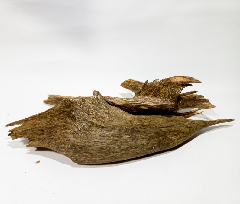 Limited Agarwood Chips Aquilaria Malaccensis Kalimantan Oud Wild Borneo ...