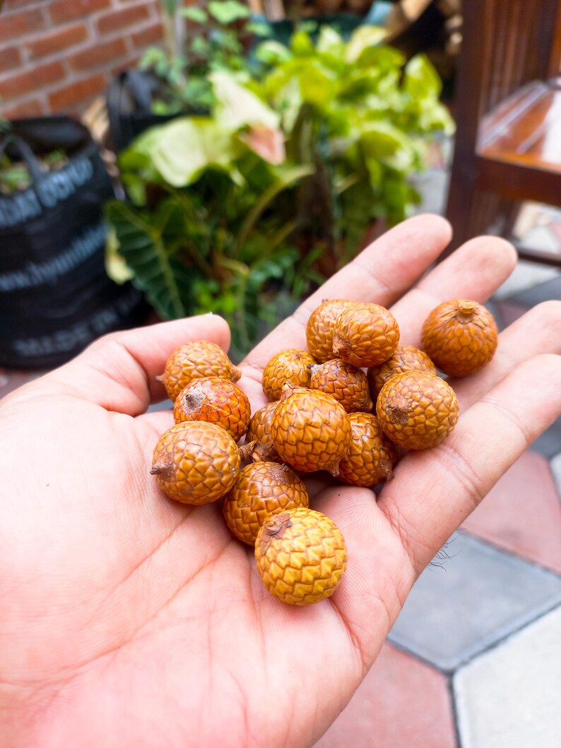 Rattan Nuts Calamus Rotang Dried Seeds - Etsy