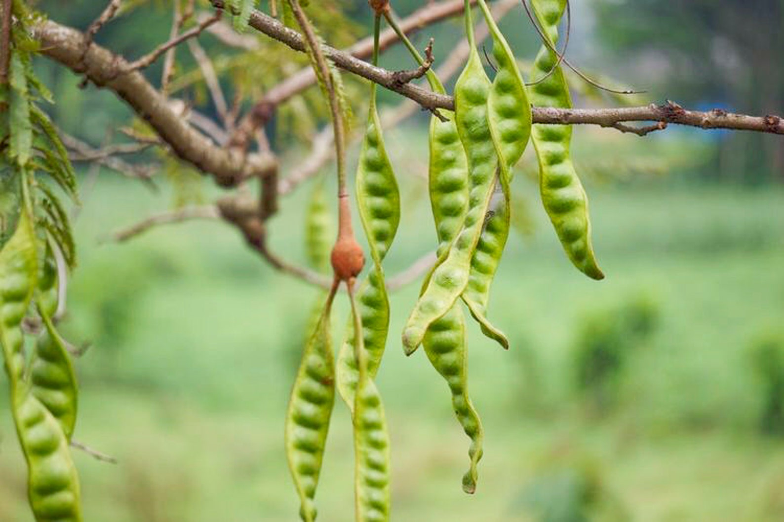 Fresh Petai Parkia Speciosa, the Bitter Bean, Twisted Cluster Bean ...