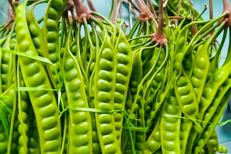 Fresh Petai Parkia Speciosa, the Bitter Bean, Twisted Cluster Bean ...