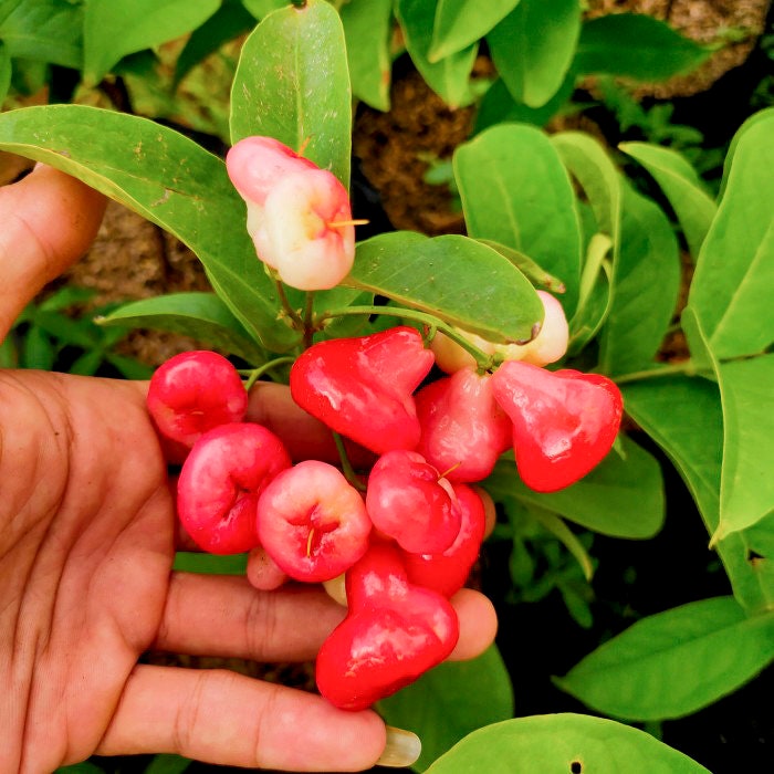 Indonesia Red Jambu Air Kancing Seeds Syzygium Aqueum Watery Rose Apple ...