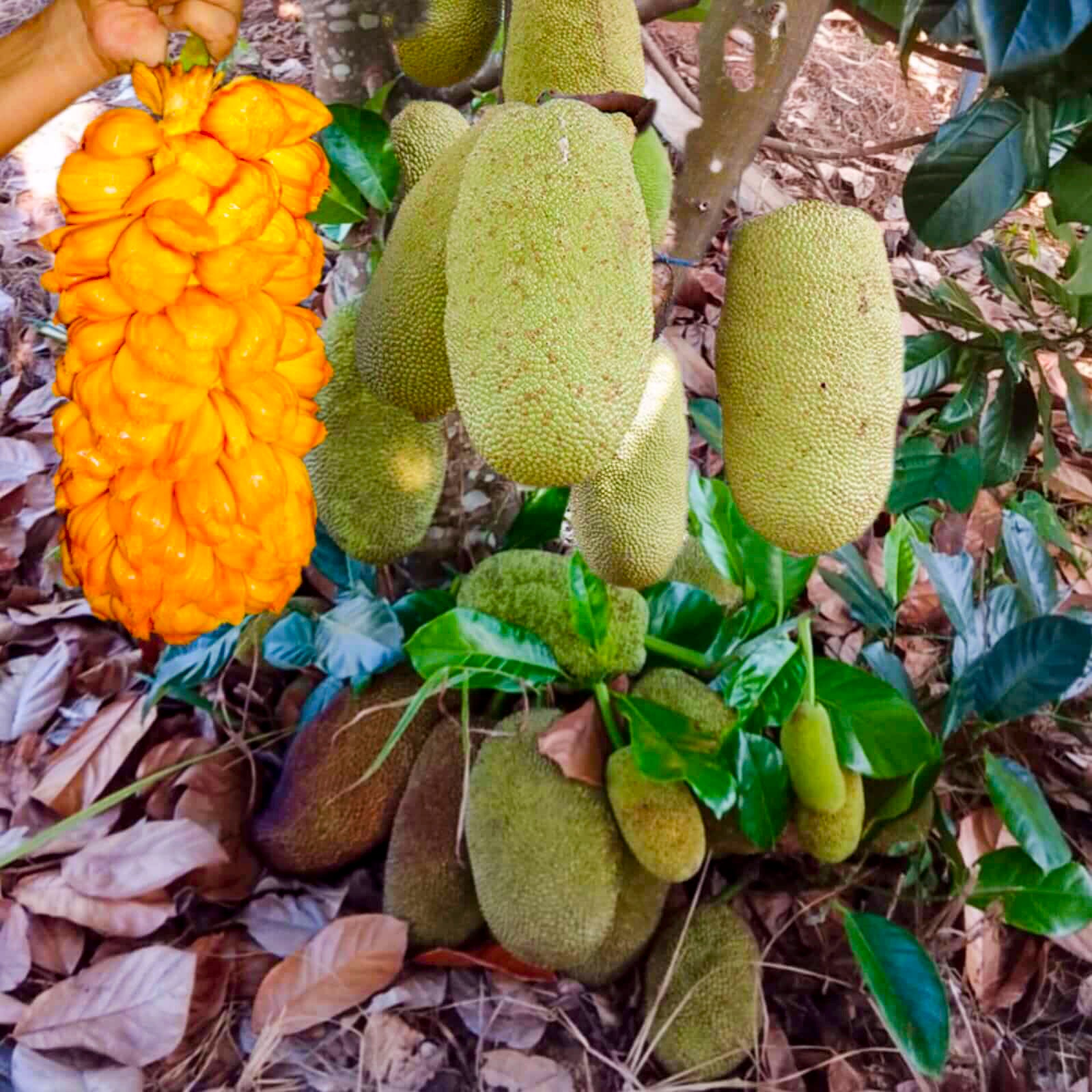 RARE Artocarpus Integer Seeds Cempedak Indonesia - Etsy
