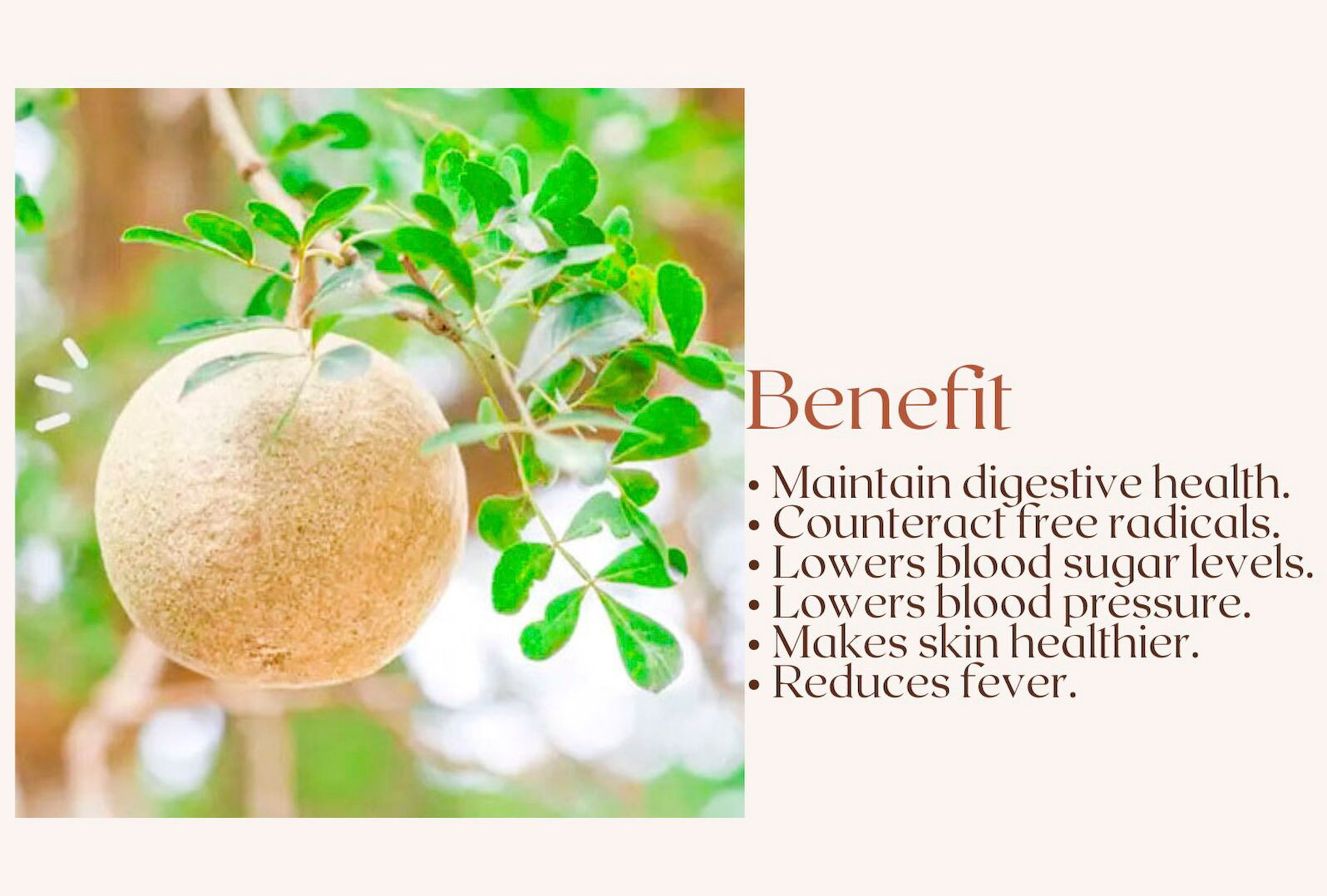 Indonesia Wood Apple Seeds - Kawista Limonia Acidissima Monkey Fruit ...