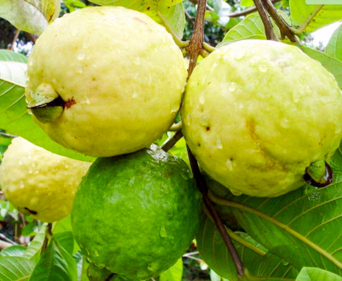 Indonesia Red Guava Seeds - Psidium Guajava, the Common Guava, Yellow Guava, Lemon Guava, Apple ...