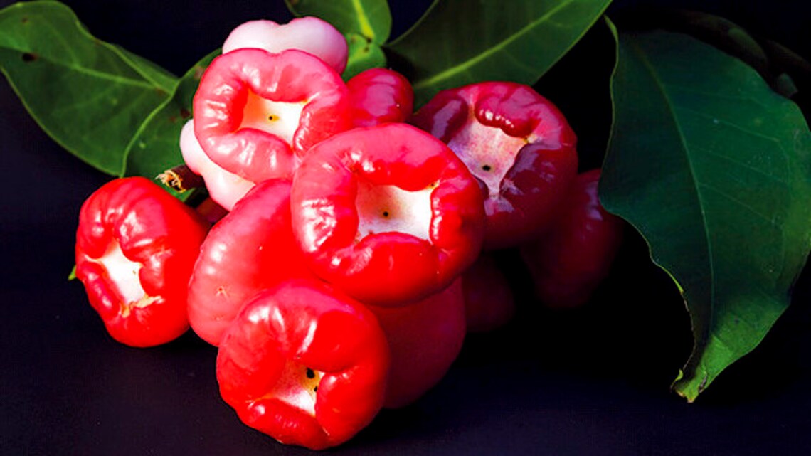 Indonesia Red Jambu Air Kancing Seeds Syzygium Aqueum Watery Rose Apple ...