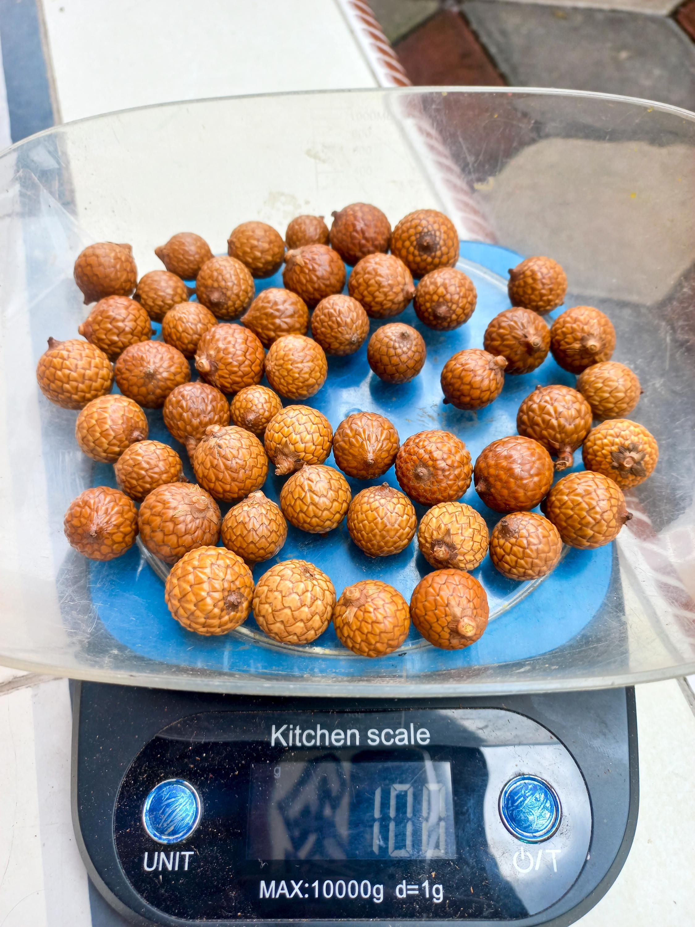 Rattan Nuts Calamus Rotang Dried Seeds - Etsy