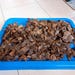 Gyrinops Versteegii Agarwood Chips Sumbawa Indonesia Incense Oud ...