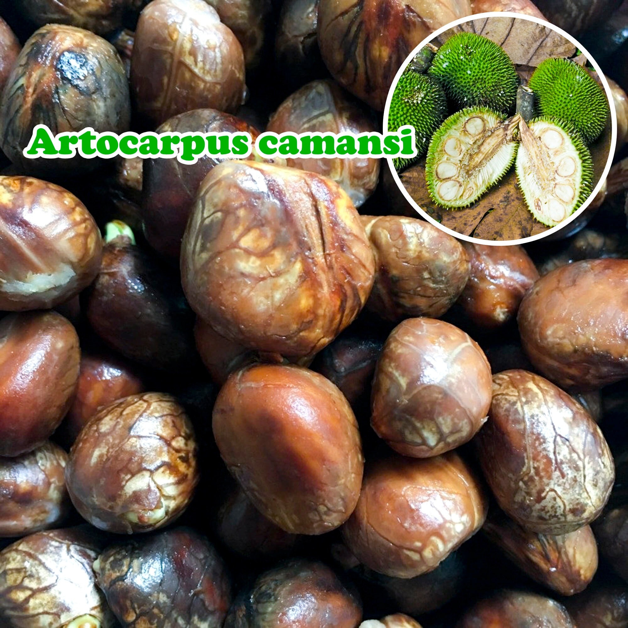 Artocarpus Camansi / Artocarpus Altilis Breadnut Kluwih Native Maluku ...