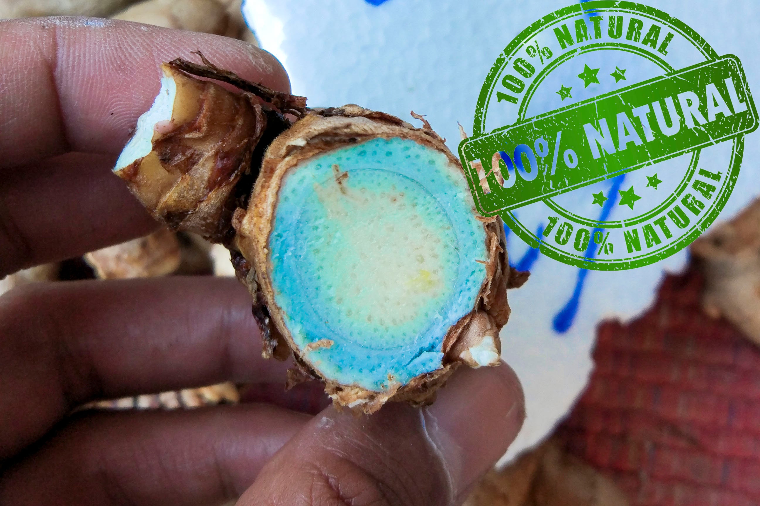 Fresh Curcuma Aeruginosa / Curcuma Caesia Bulb Black Hardy Rhizomes ...