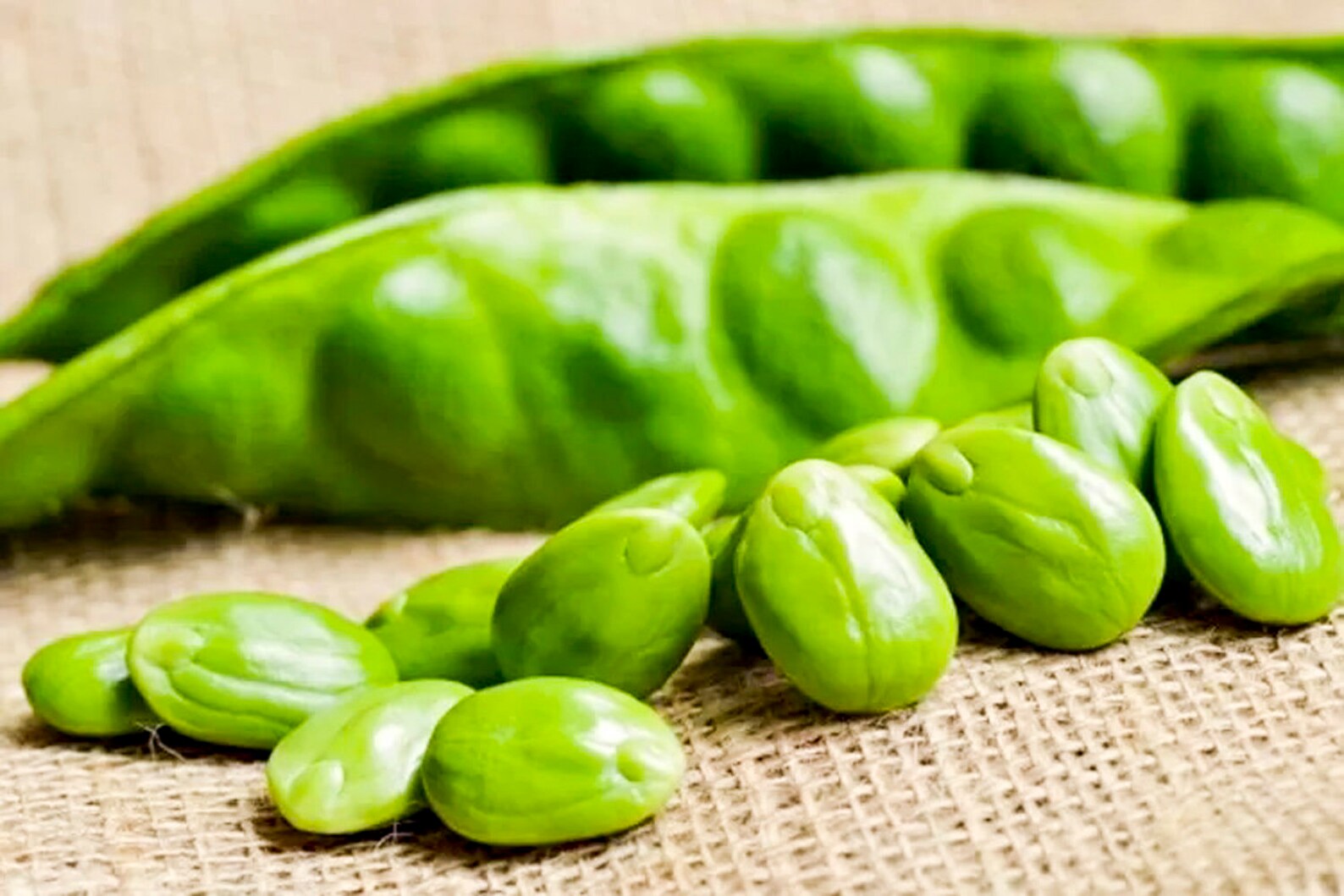 Fresh Petai Parkia Speciosa, the Bitter Bean, Twisted Cluster Bean ...