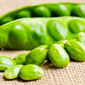 Fresh Petai Parkia Speciosa, the Bitter Bean, Twisted Cluster Bean ...