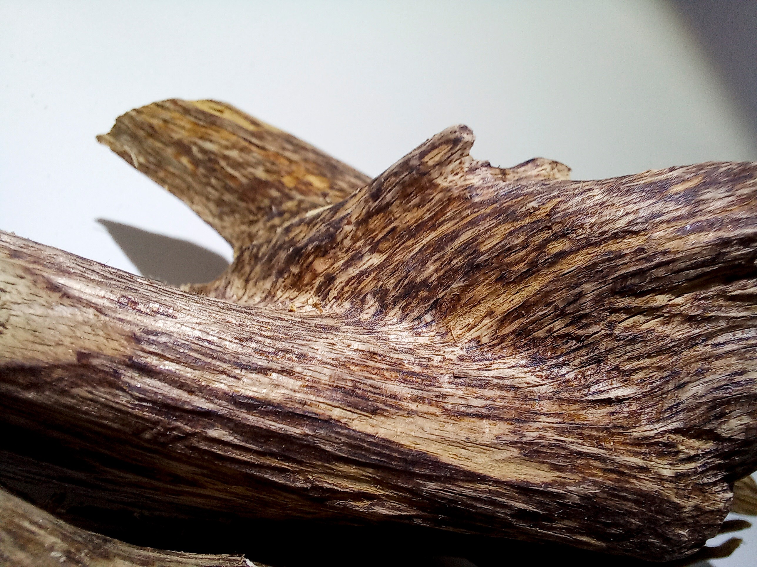 Limited Agarwood Chips Aquilaria Malaccensis Kalimantan Oud Wild Borneo ...