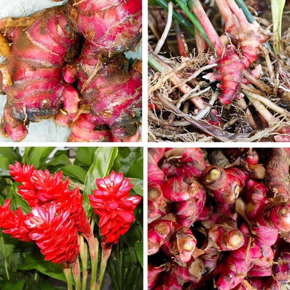 Ginger Root Flower