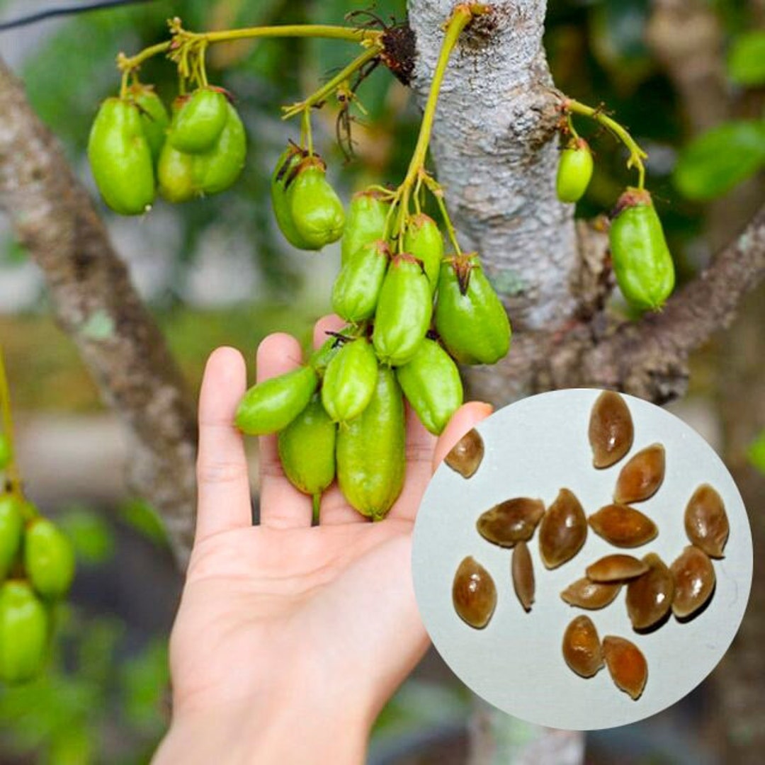 Averrhoa Bilimbi Linn Indonesia Seeds ,bilimbing Kamias, Belimbing ...