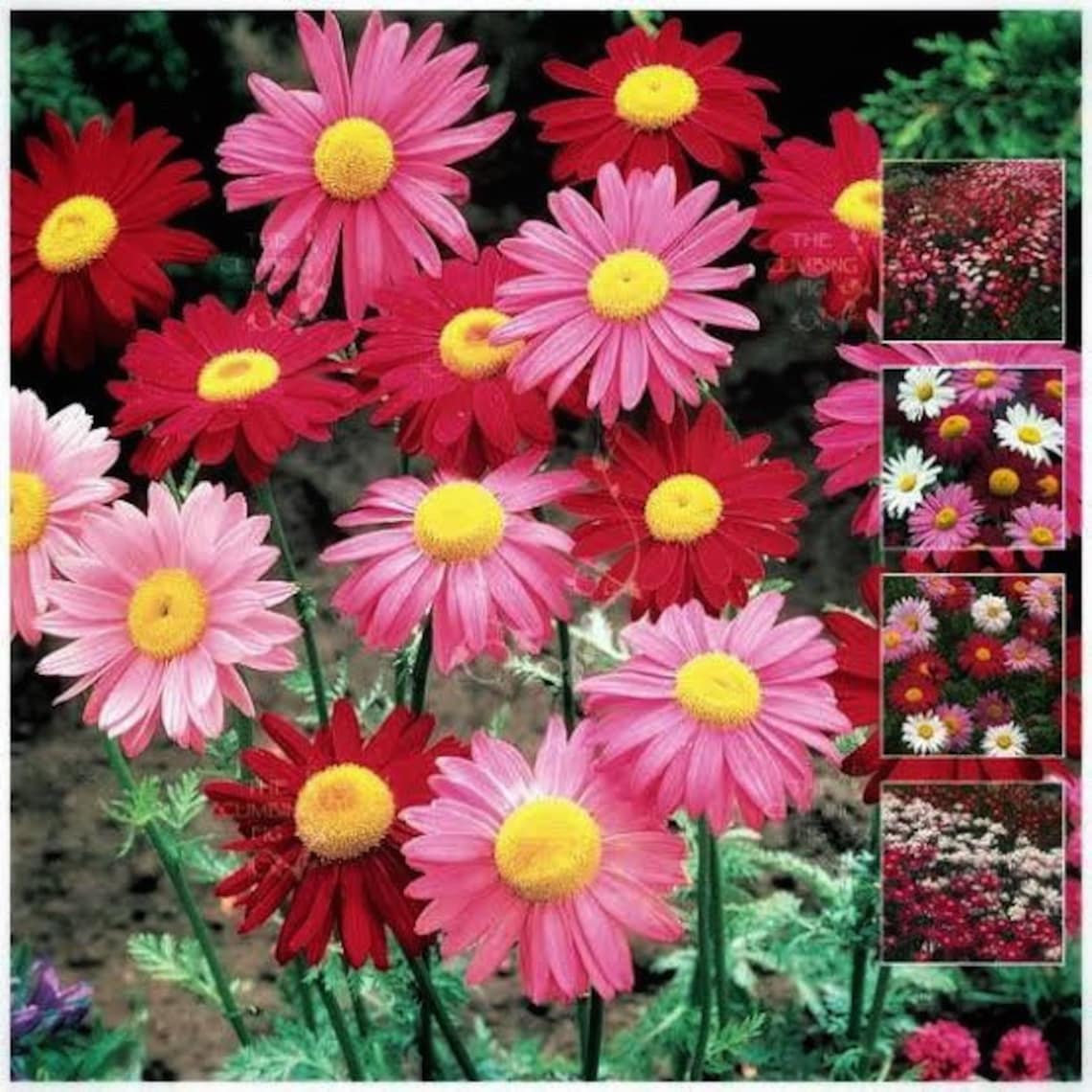 Pyrethrum Large Flowered Hybrids 30 Seeds Perennial Bright | Etsy